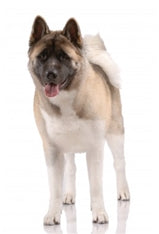 Pasma: Ameriška akita (veliki japonski pes) – Mr.Pet spletna trgovina