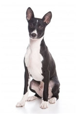 Pasma: Basenji – Mr.Pet spletna trgovina