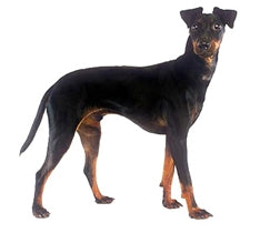 Pasma: Manchester terier – Mr.Pet spletna trgovina