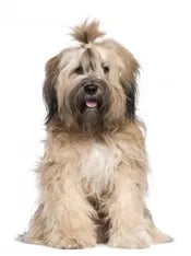 Pasma: Tibetanski terier – Mr.Pet spletna trgovina