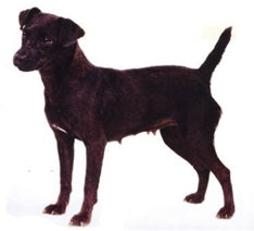 Pasma: Patterdalski terier – Spletna trgovina Mr.Pet