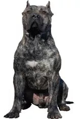 Pasma: Kanarska doga – Mr.Pet spletna trgovina