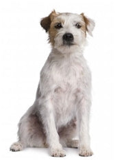 Pasma: Parson russell terier - resasti – Mr.Pet spletna trgovina