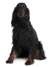 Pasma: Gordonski seter (Gordonov seter) – Spletna trgovina Mr.Pet