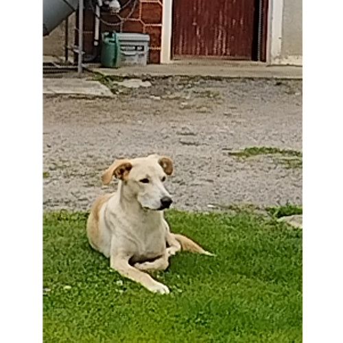 Pasma: Basenji – Mr.Pet spletna trgovina