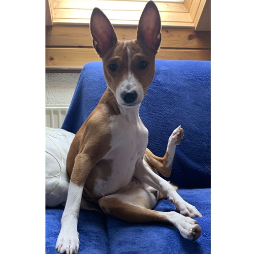 Pasma: Basenji – Mr.Pet spletna trgovina