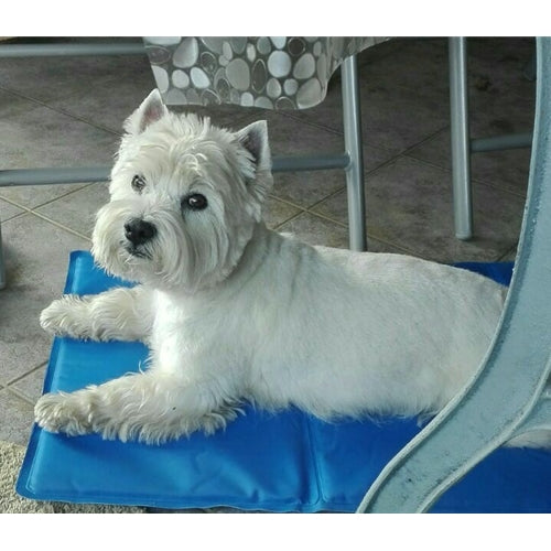 Pasma: Zahodnovišavski beli terier (Westie) – Mr.Pet spletna trgovina
