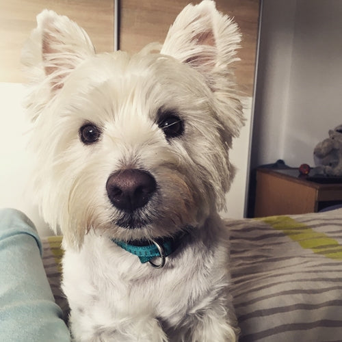 Pasma: Zahodnovišavski beli terier (Westie) – Mr.Pet spletna trgovina