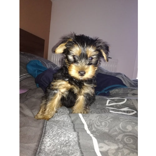 Pasma: Yorkshirski terier (Yorkie) – Mr.Pet spletna trgovina