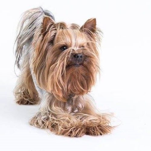 Pasma: Yorkshirski terier (Yorkie) – Mr.Pet spletna trgovina