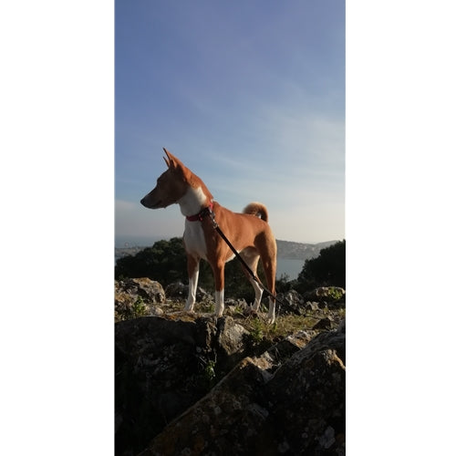 Pasma: Basenji – Mr.Pet spletna trgovina