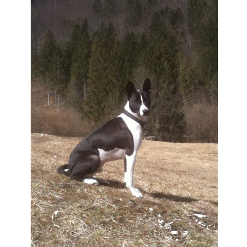 Pasma: Basenji – Mr.Pet spletna trgovina